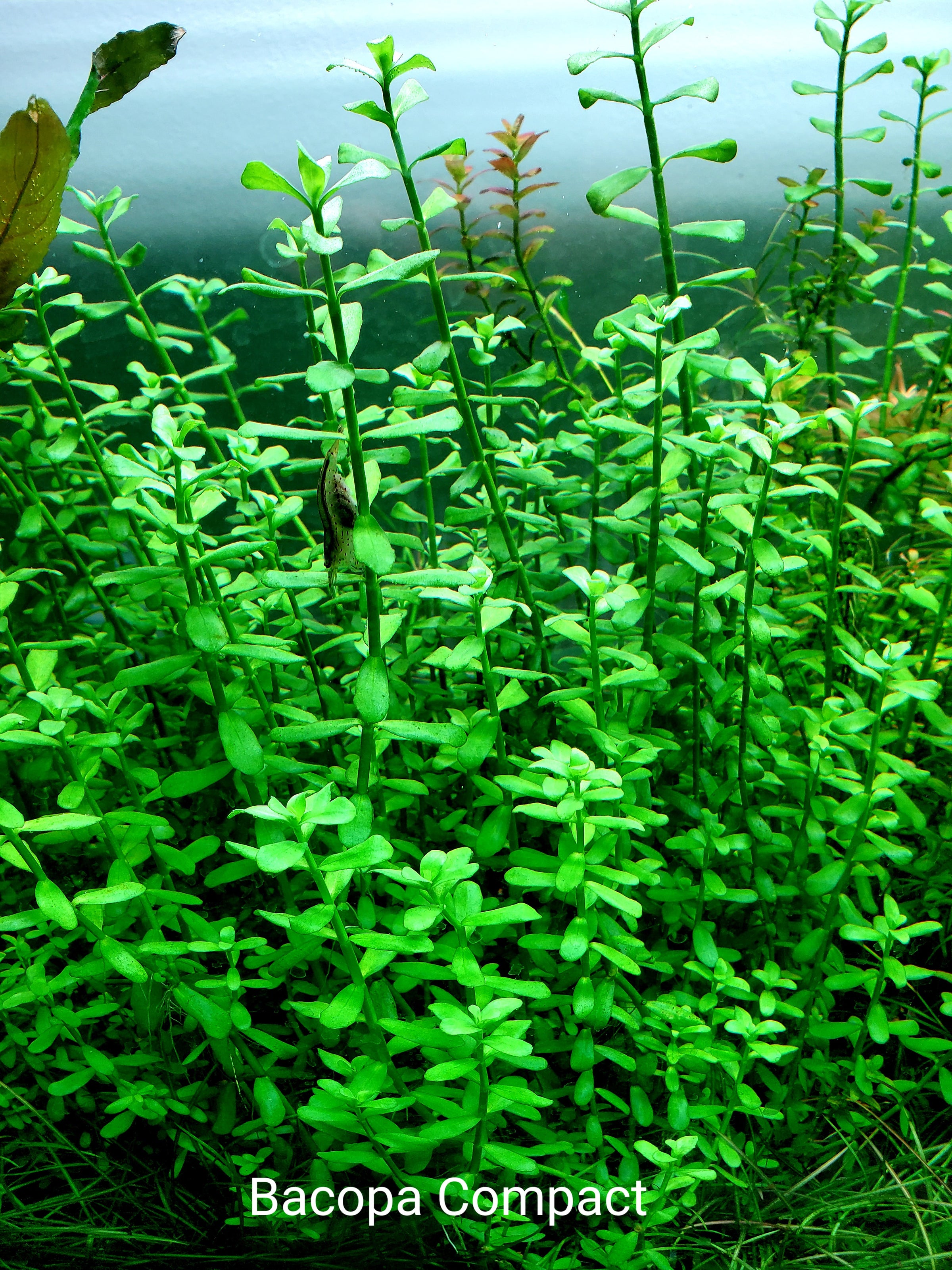 Bacopa Monnieri Aquarium